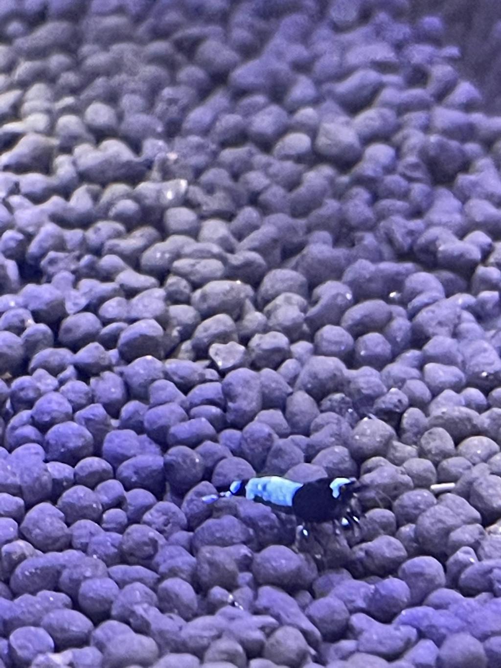 Black Pinto Shrimp - Lucky Aquatics