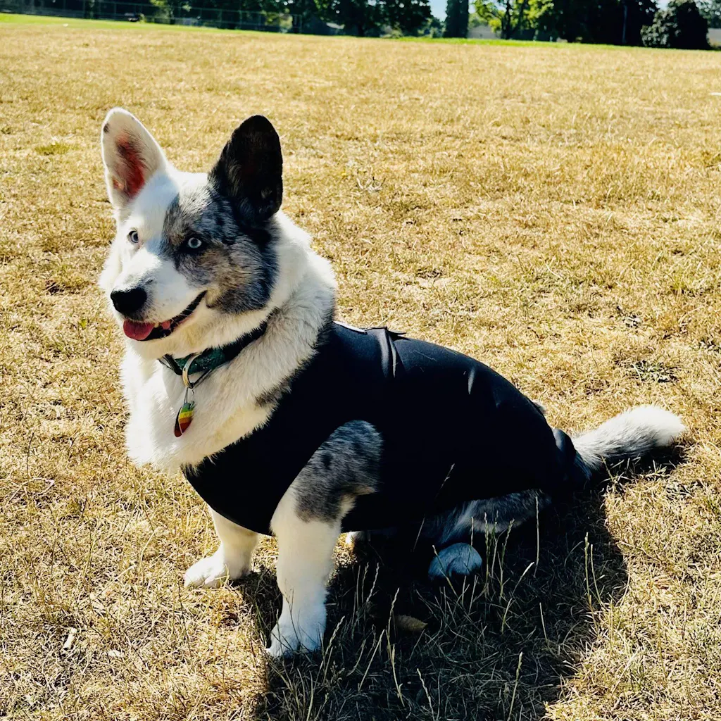 Custom Orthopedic Support for Dogs – LuckyandLoyal.com