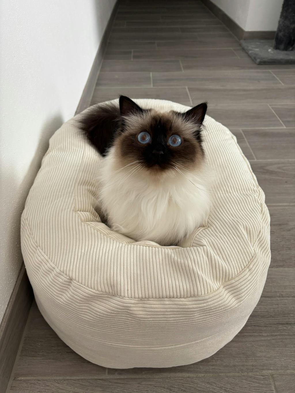 LucyBalu - Katzenbett DINGHY aus Cord und Canvas mit waschbarem Bezug
