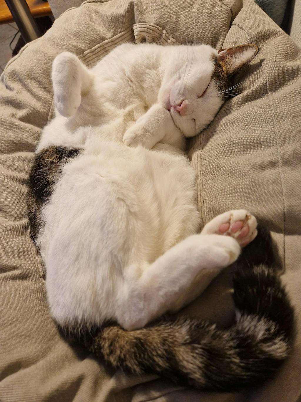 LucyBalu - Katzenbett DINGHY aus Cord und Canvas mit waschbarem Bezug