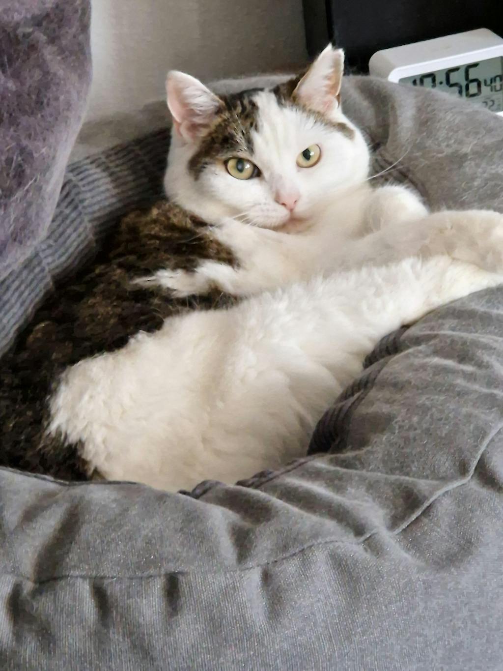 LucyBalu - Katzenbett DINGHY aus Cord und Canvas mit waschbarem Bezug