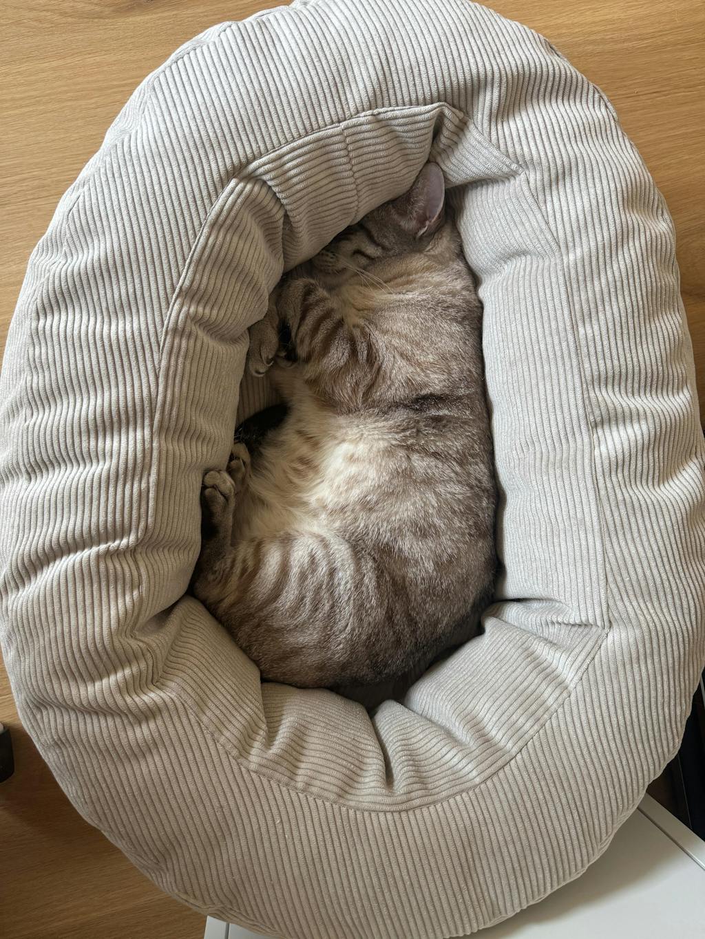 LucyBalu - Katzenbett DINGHY aus Cord und Canvas mit waschbarem Bezug