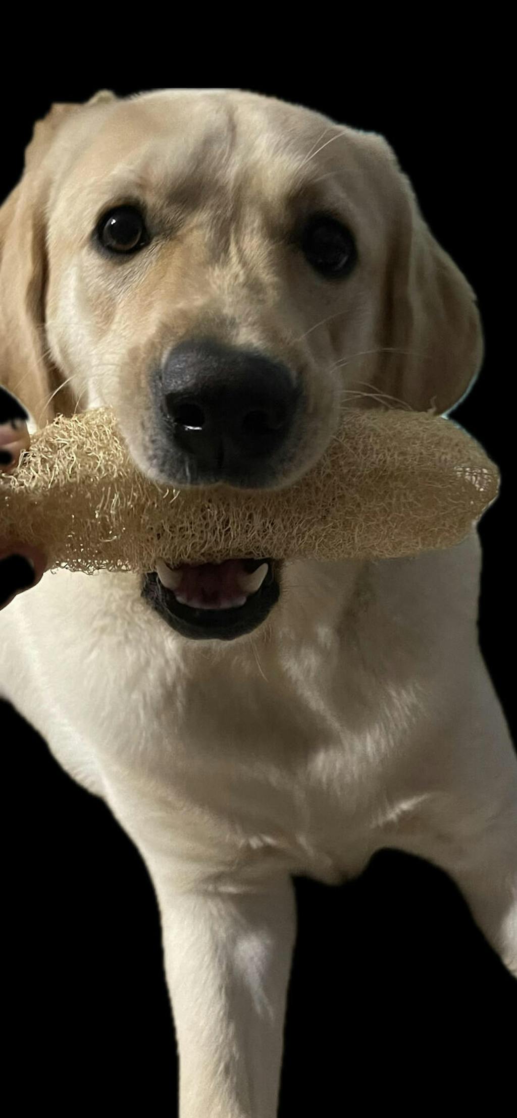 "Pumpkin Spice" Handmade Goat's Milk Moisturizing Luffa Soap 4oz Bar ...