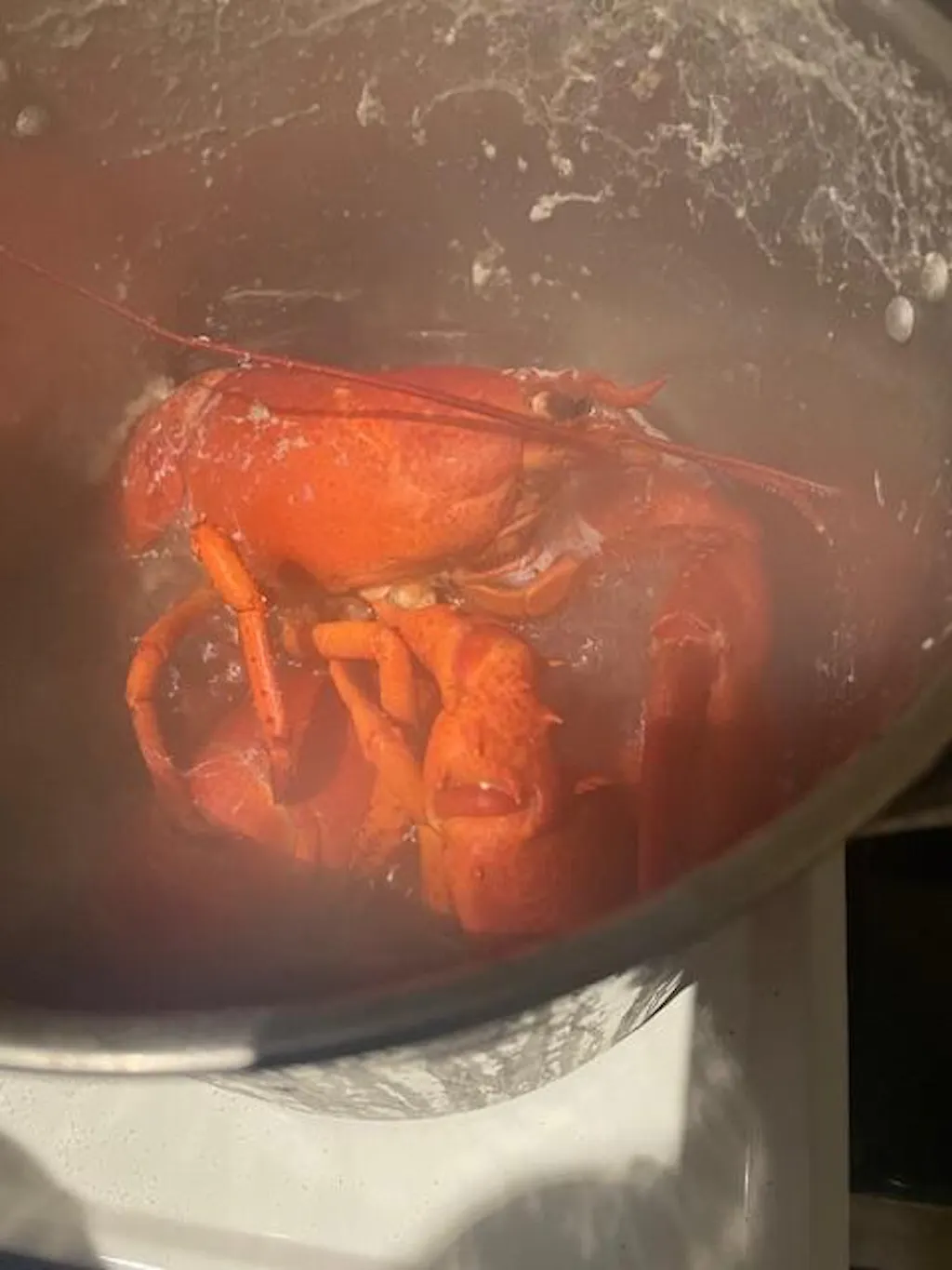 Live Maine Lobsters Shipped and Delivered Online | Luke's Lobster