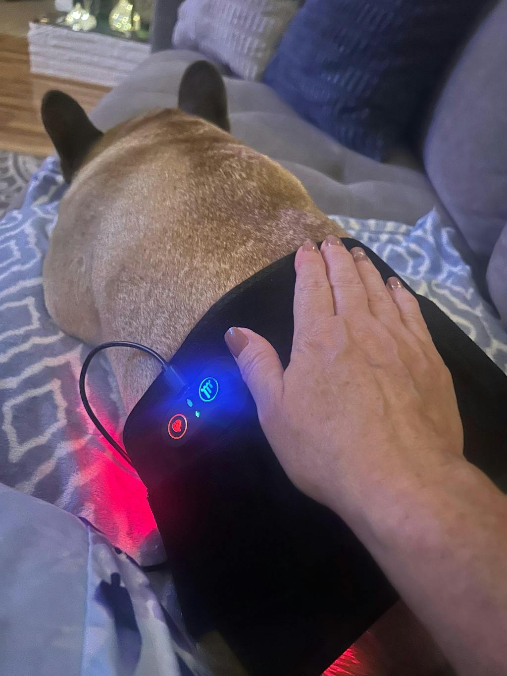 Luma Pet Red Light Mat – Luma pet