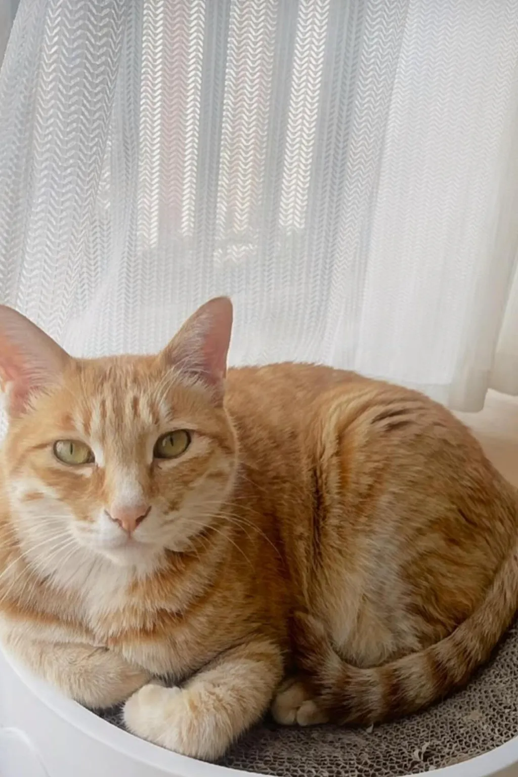 Cat Proof Sheer Curtains | Pet-Friendly | Scratch Proof - Lumos Curtains