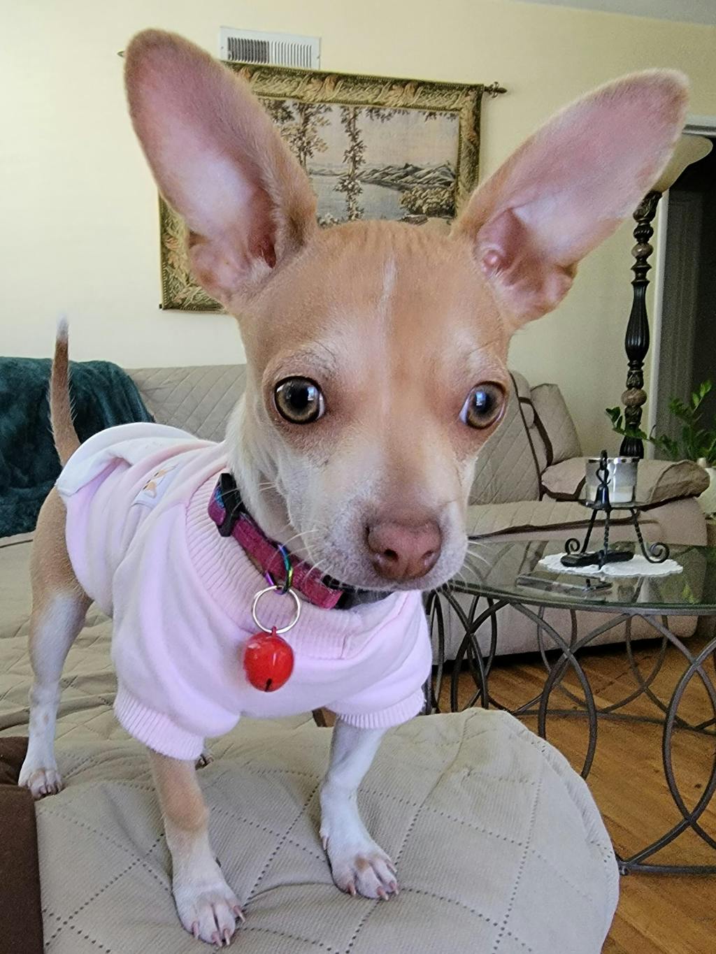 Decorative Pet Collar Jingle Bells - For Cat Collars & Small Dog ...