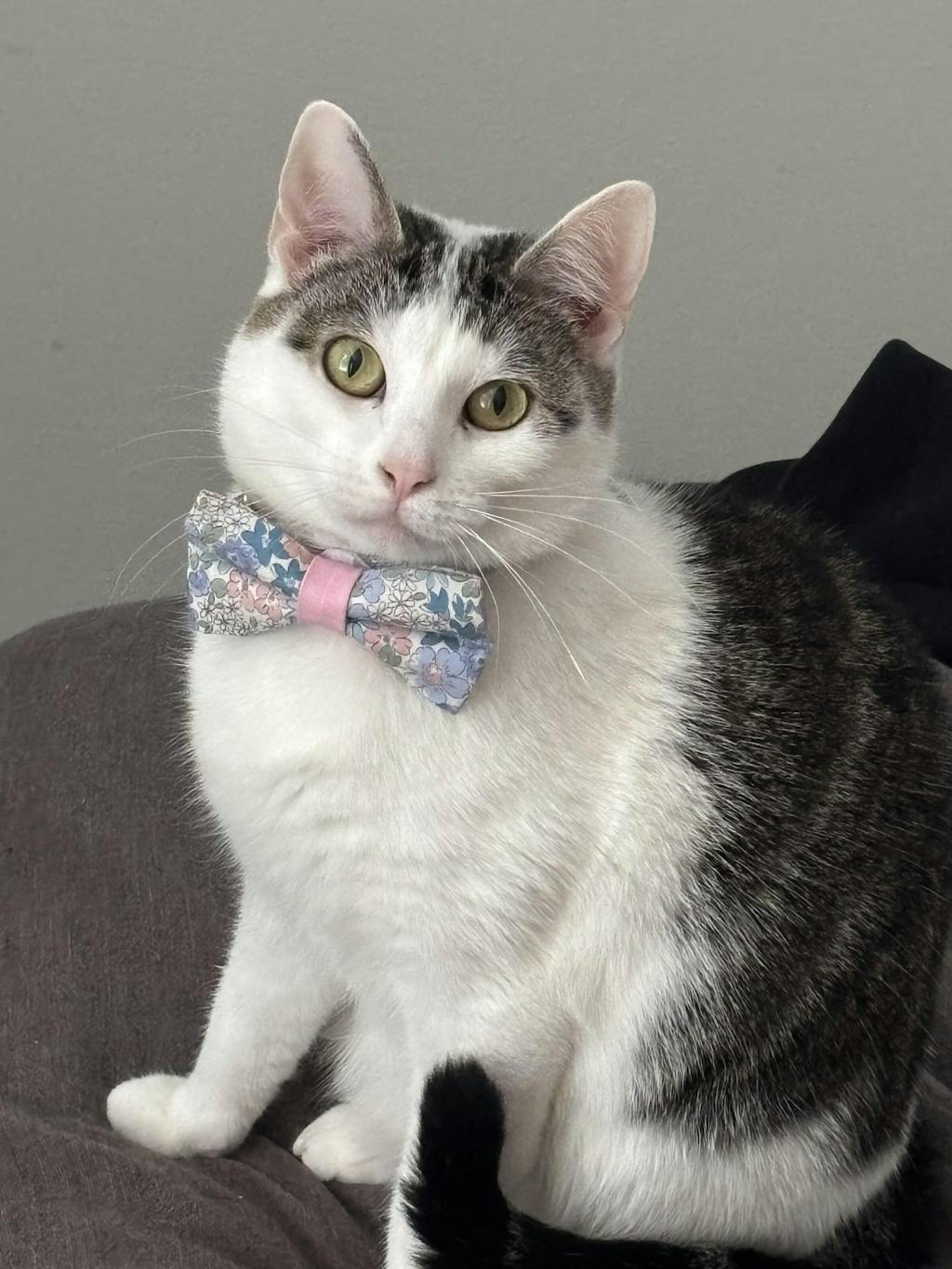 Engraved ID Tags for Cats + Small Dogs - (Slide On Cat Tag / Silent ...