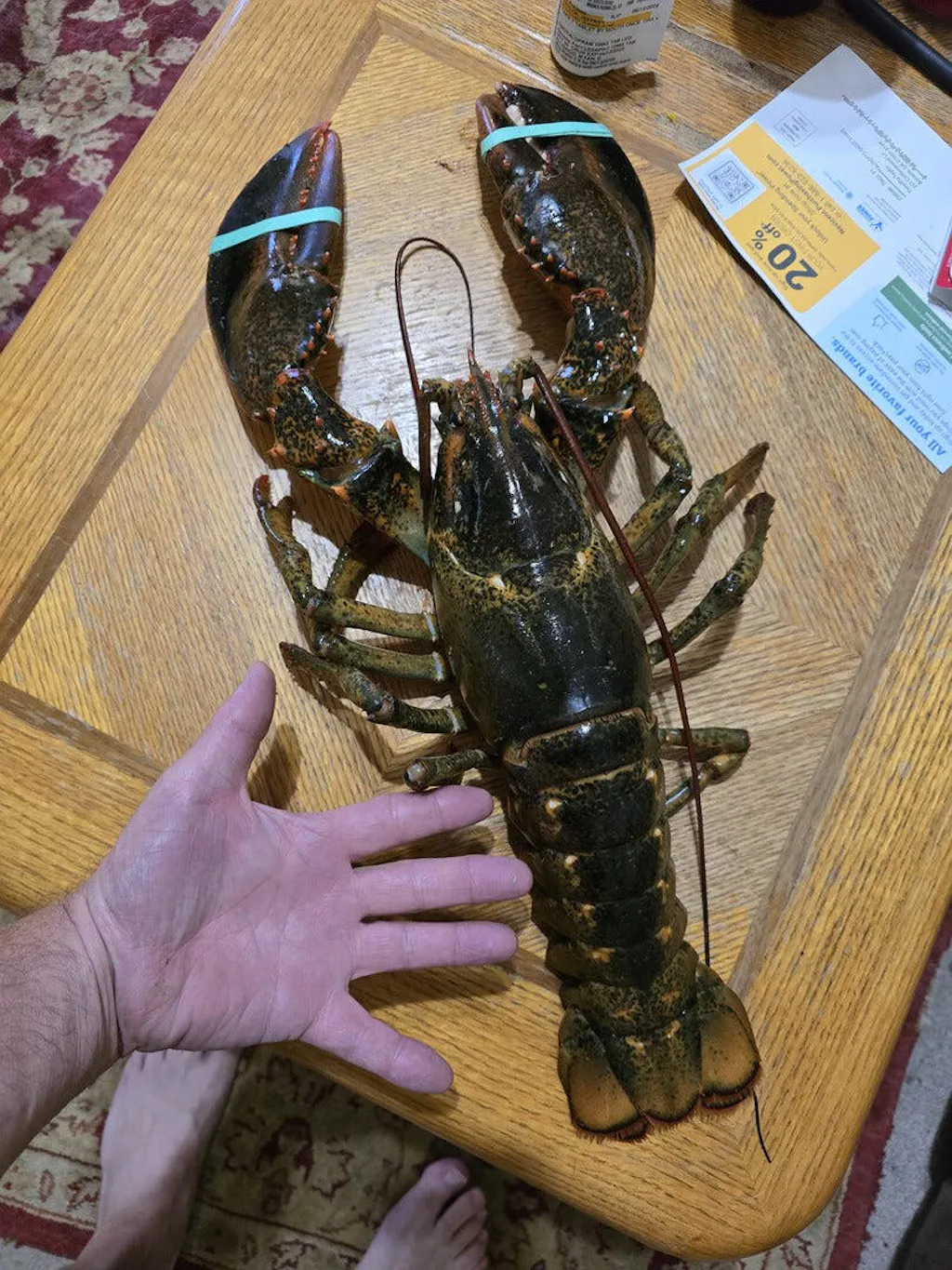 Jumbo 4-6 lb Giant Lobster from North Atlantic