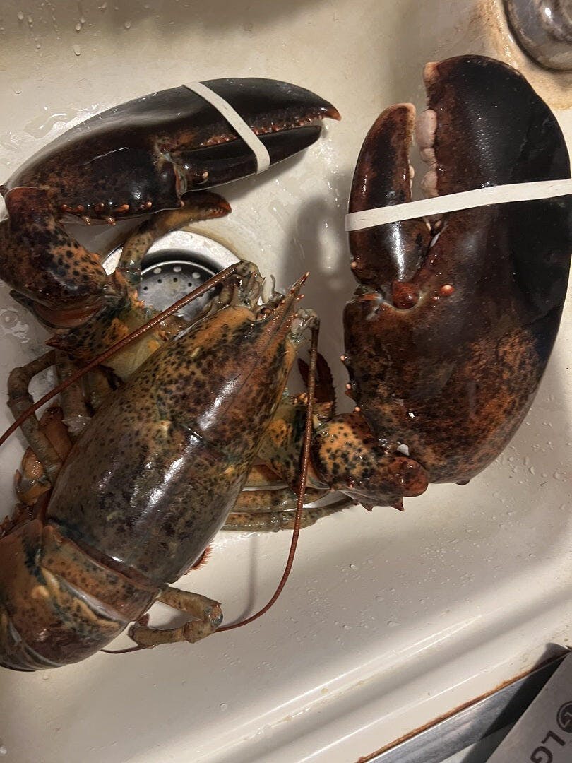 Jumbo 4-6 lb Giant Lobster from North Atlantic