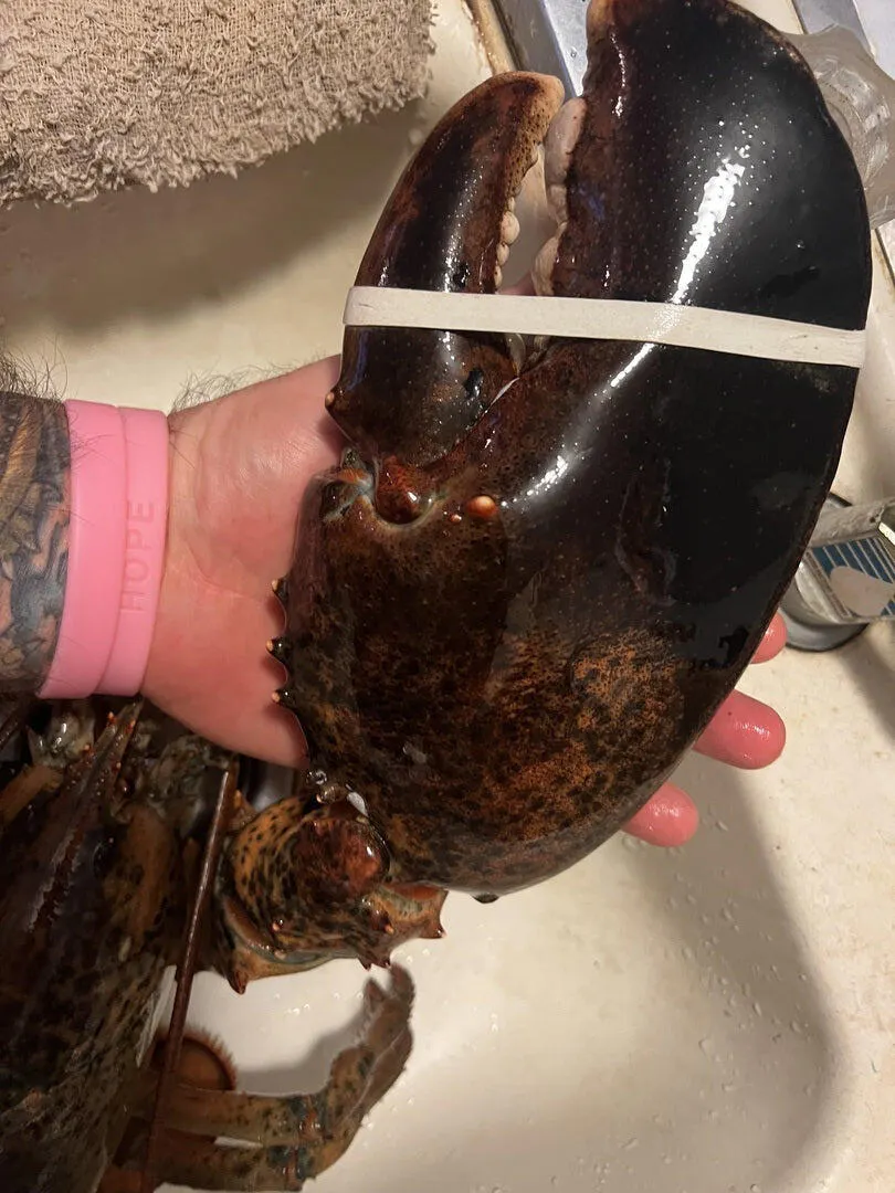 Jumbo 4-6 lb Giant Lobster from North Atlantic