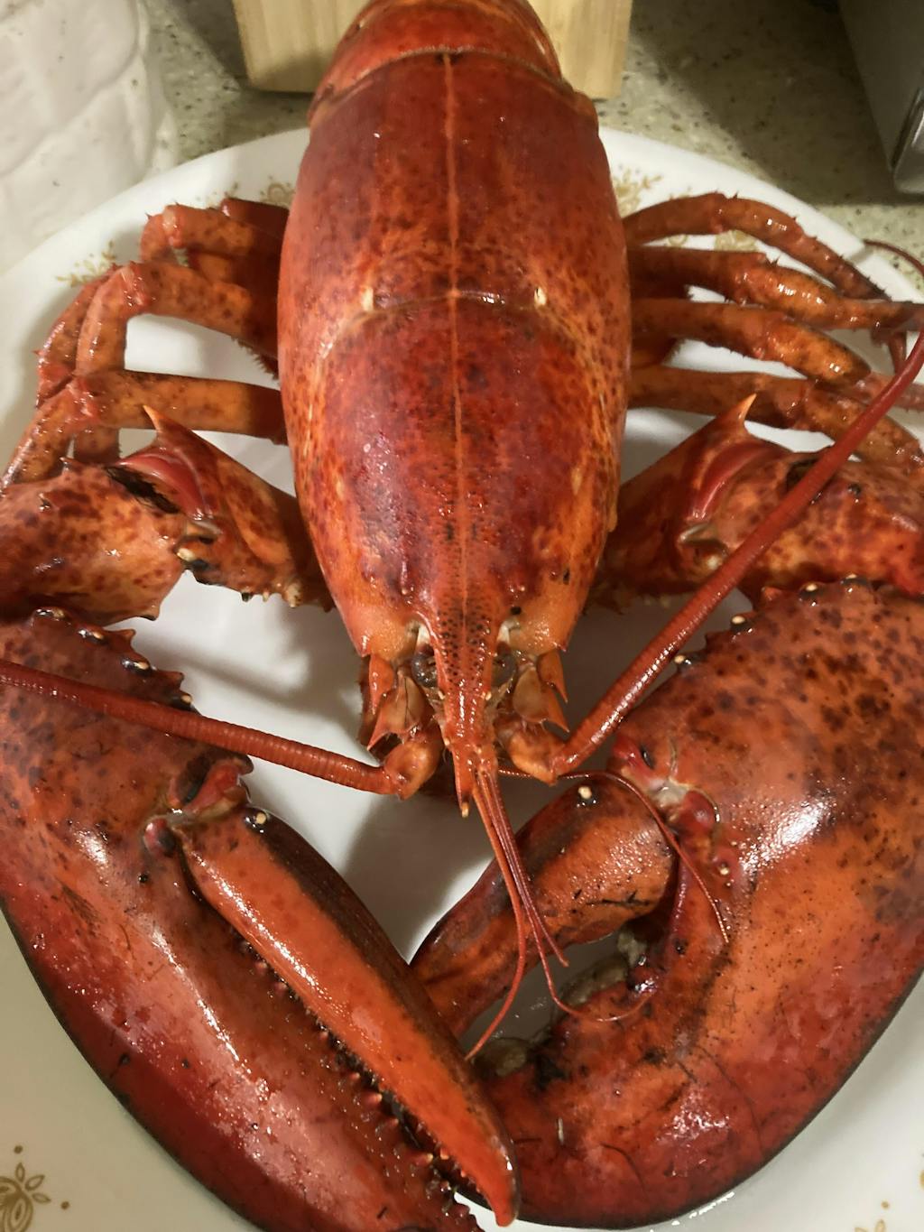 Fresh 2 lb Live Maine Lobster - Quality Seafood
