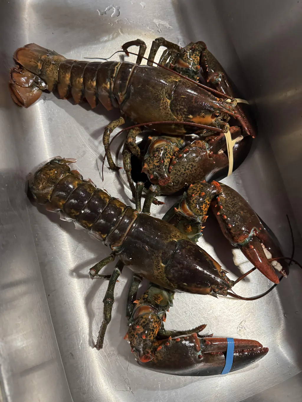 Jumbo 4-6 lb Giant Lobster from North Atlantic