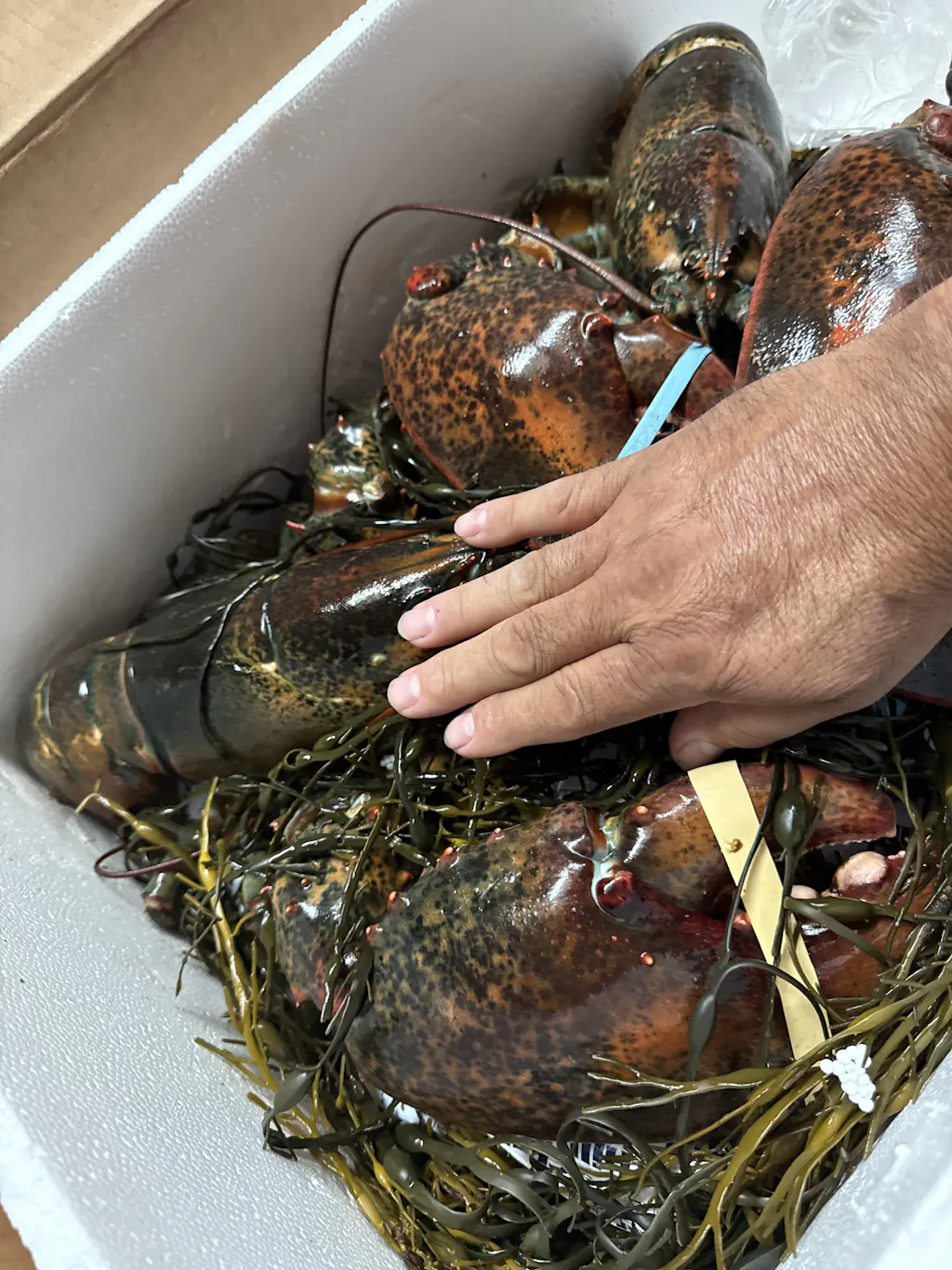 Jumbo 4-6 lb Giant Lobster from North Atlantic