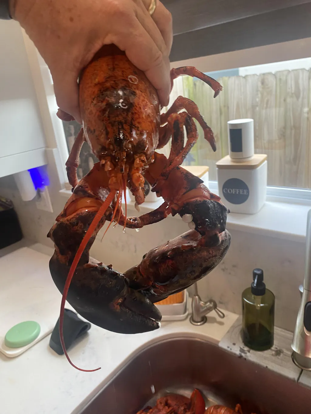Jumbo 4-6 lb Giant Lobster from North Atlantic