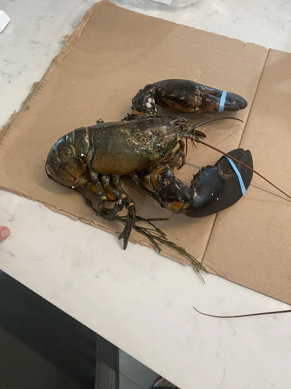Jumbo 4-6 lb Giant Lobster from North Atlantic