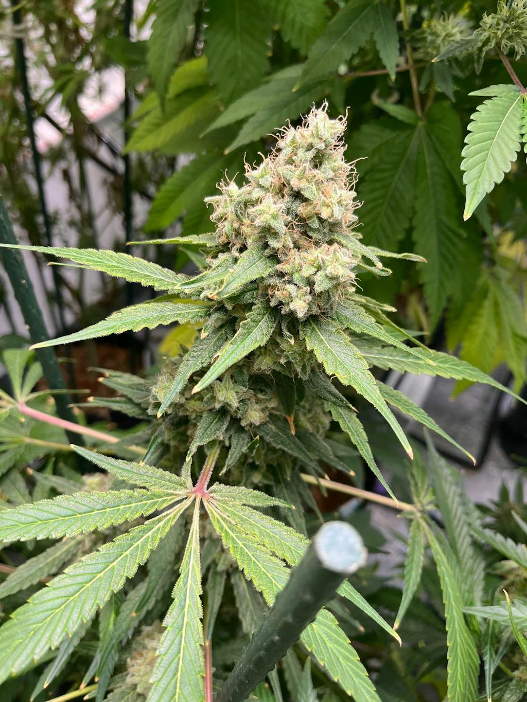Critical Orange Punch – Mandala Seeds Shop