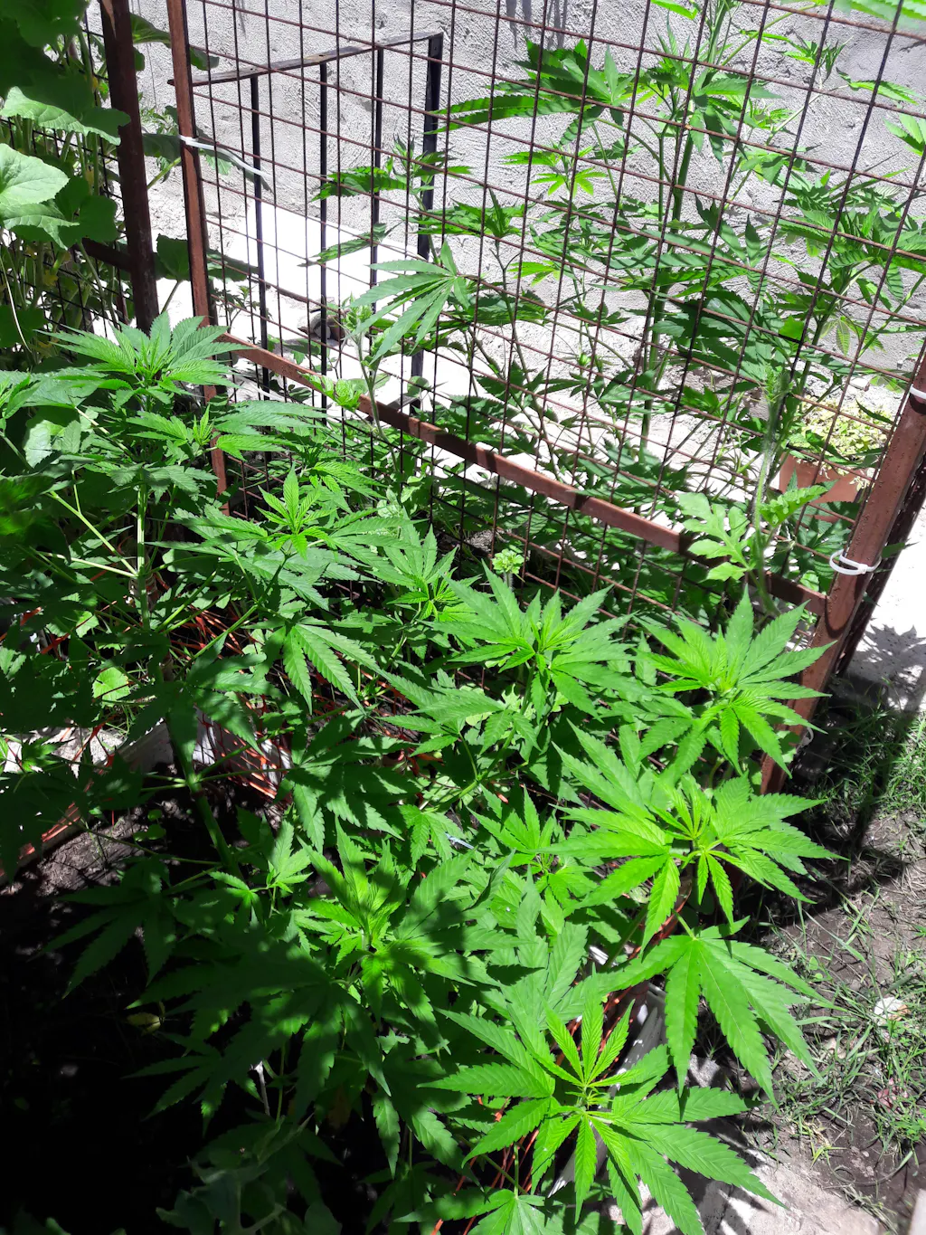 Reviews – Mandala Seeds Shop