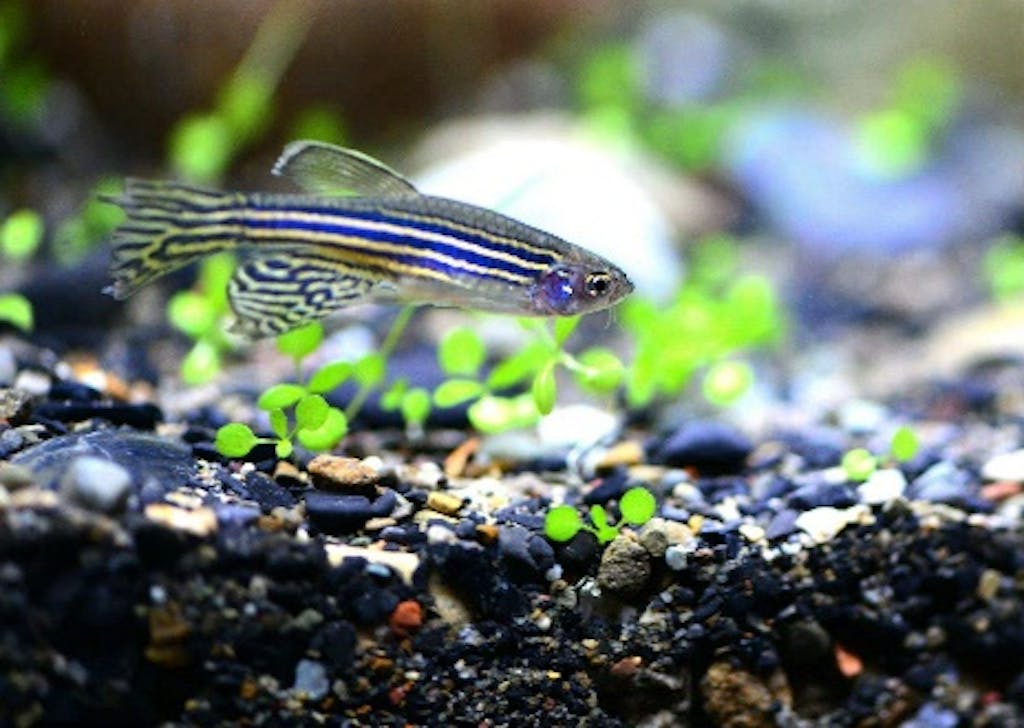 Mango Power E Home Backup and Portable Power Station