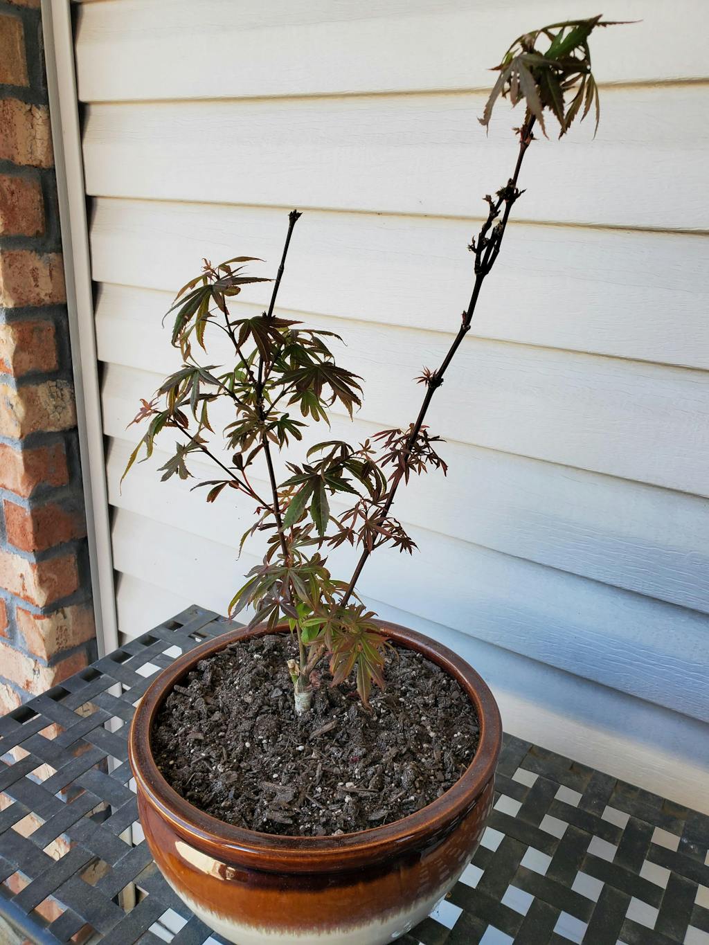 Acer palmatum 'Fireball' Dwarf Japanese Maple – Maple Ridge Nursery