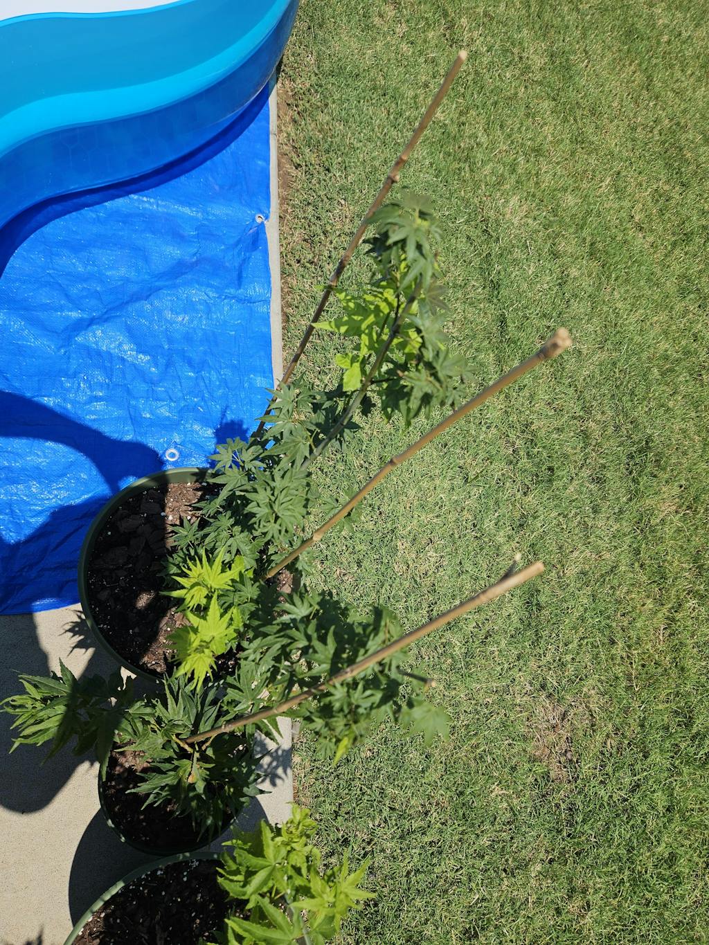 Acer palmatum 'Shidiva Gold' Dwarf Green Bark Japanese Maple – Maple Ridge Nursery