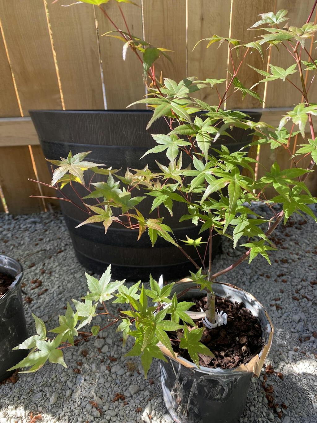 Acer palmatum 'Otome zakura' Corallinum Japanese Maple – Maple Ridge ...