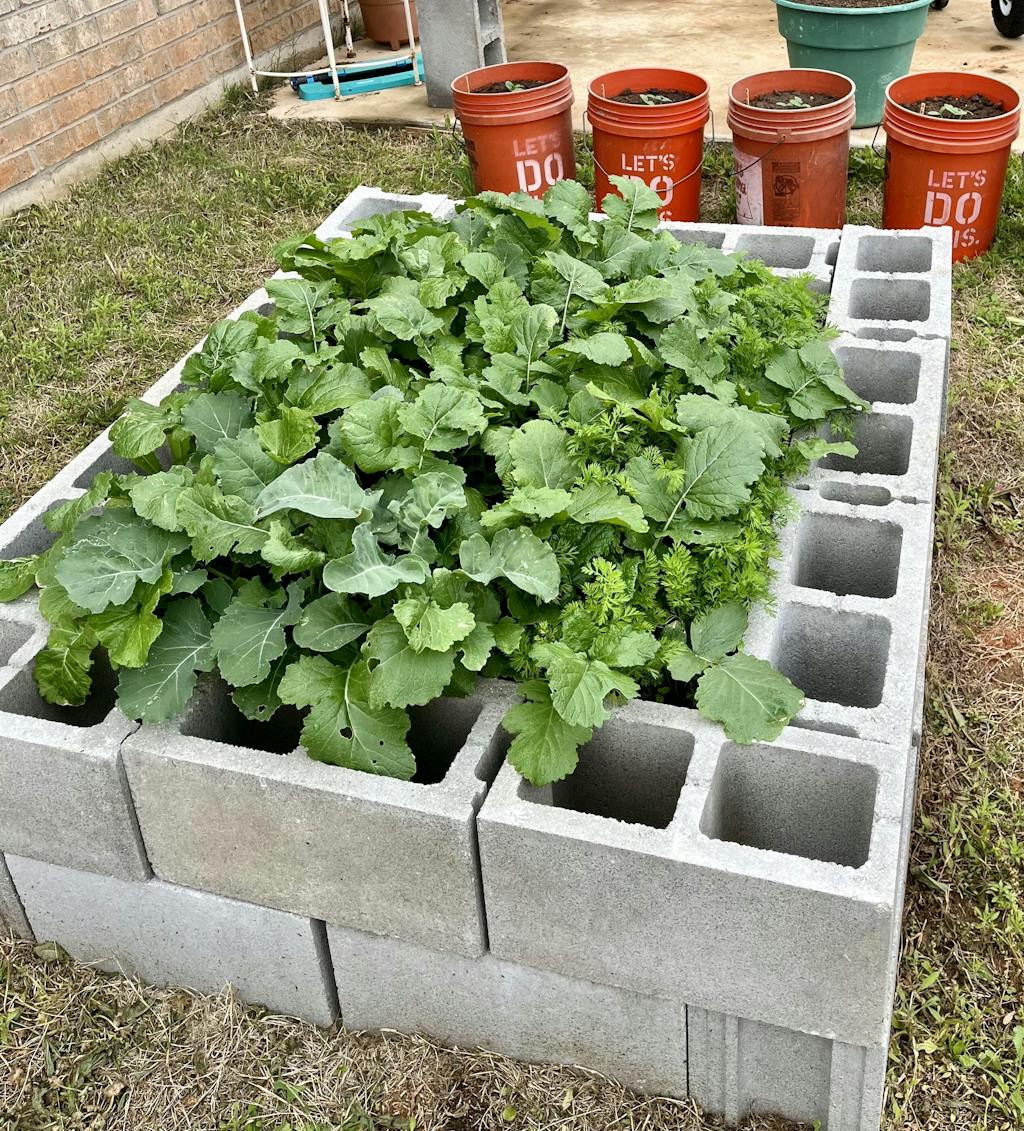 Mountain Flower Guano Superfood – Mary's Heirloom Seeds