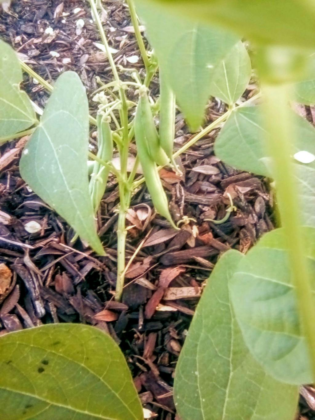 Calima Bean – Mary's Heirloom Seeds