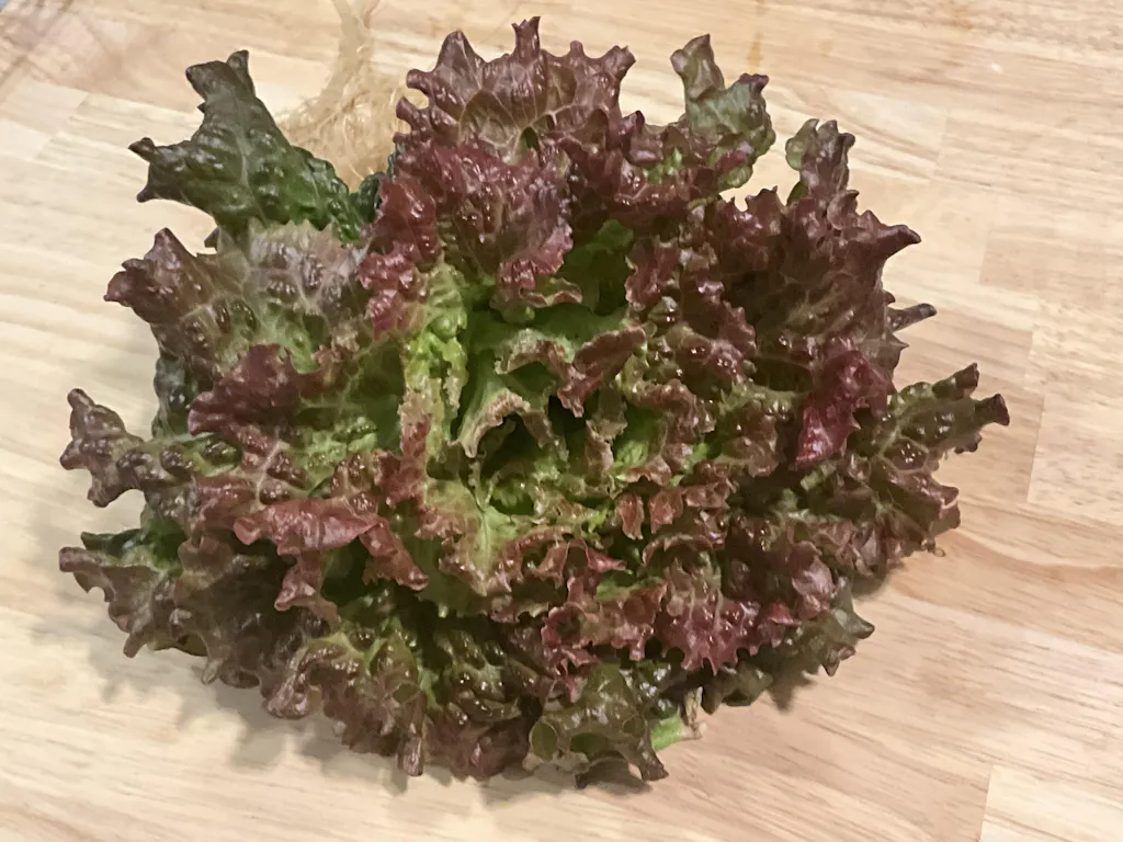 Flame Lettuce – Mary's Heirloom Seeds