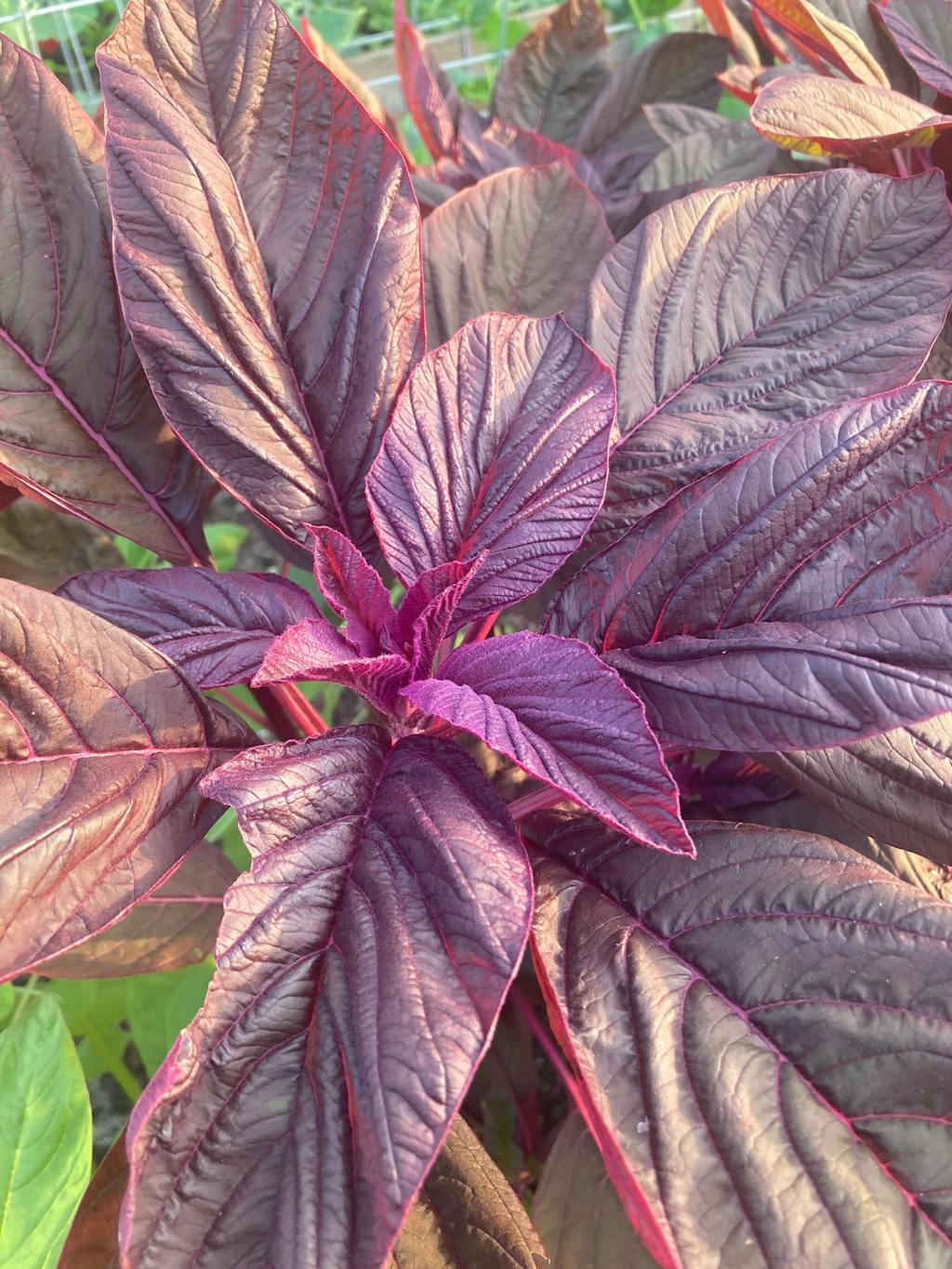 Midnight Red Amaranth – Mary's Heirloom Seeds