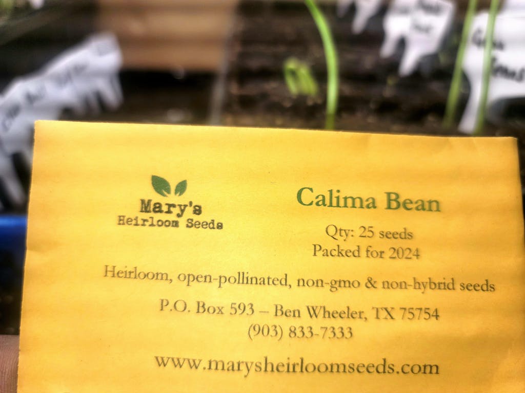 Calima Bean – Mary's Heirloom Seeds