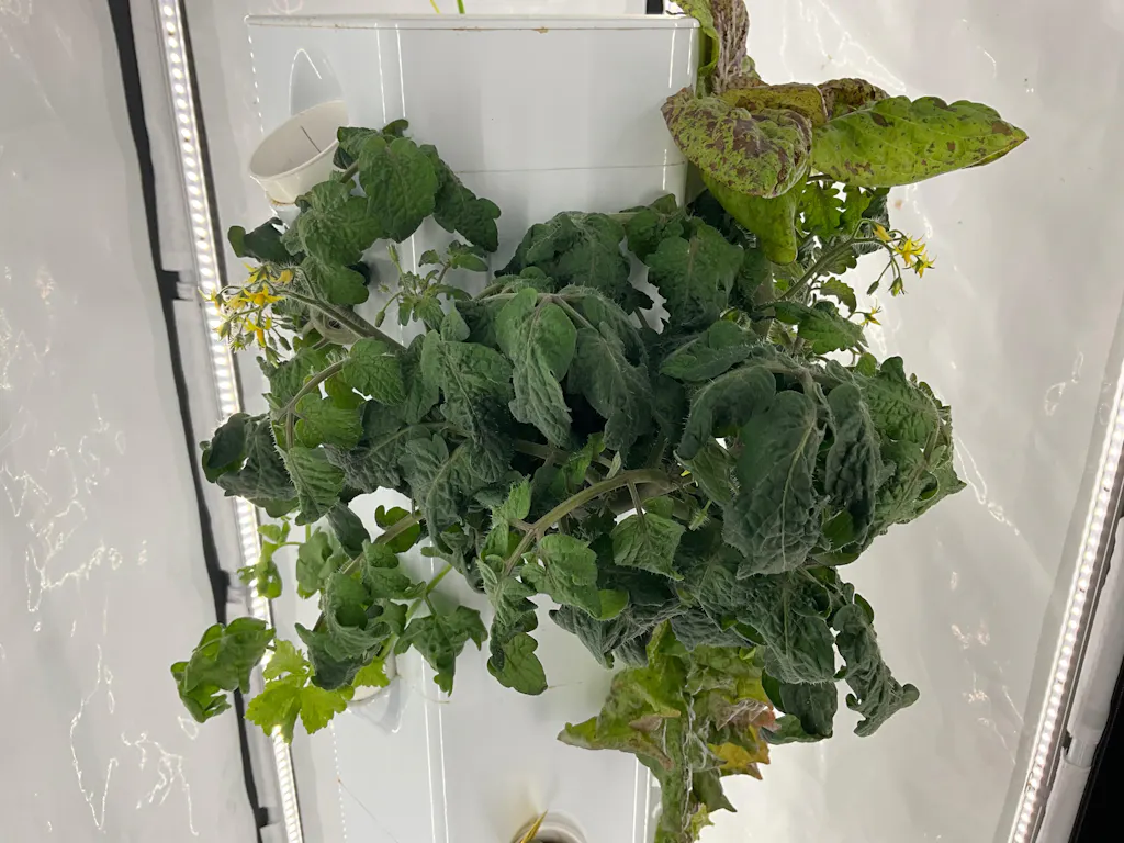 Tiny Tim Tomato – Mary's Heirloom Seeds