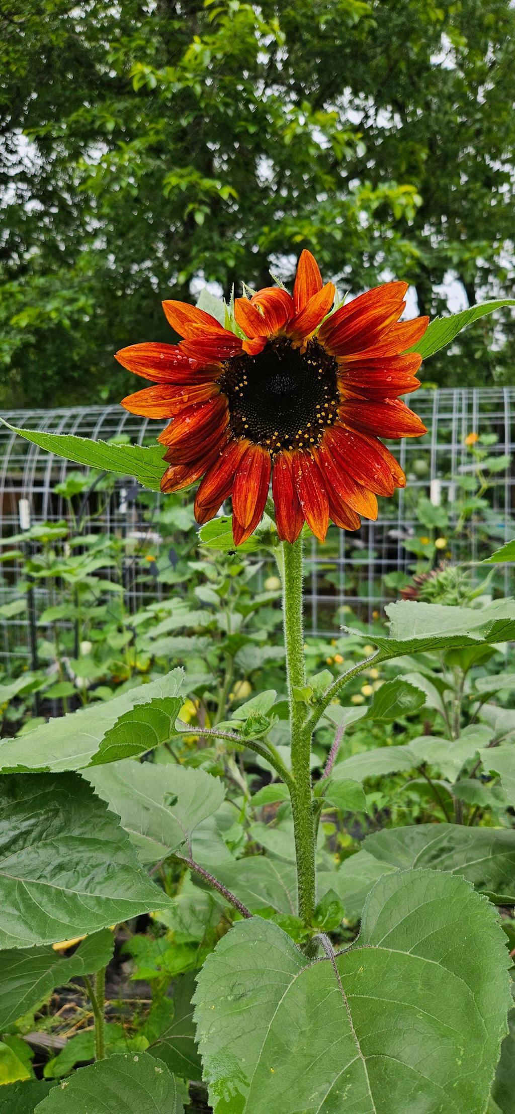 Sunflower, Red Sun – Mary's Heirloom Seeds
