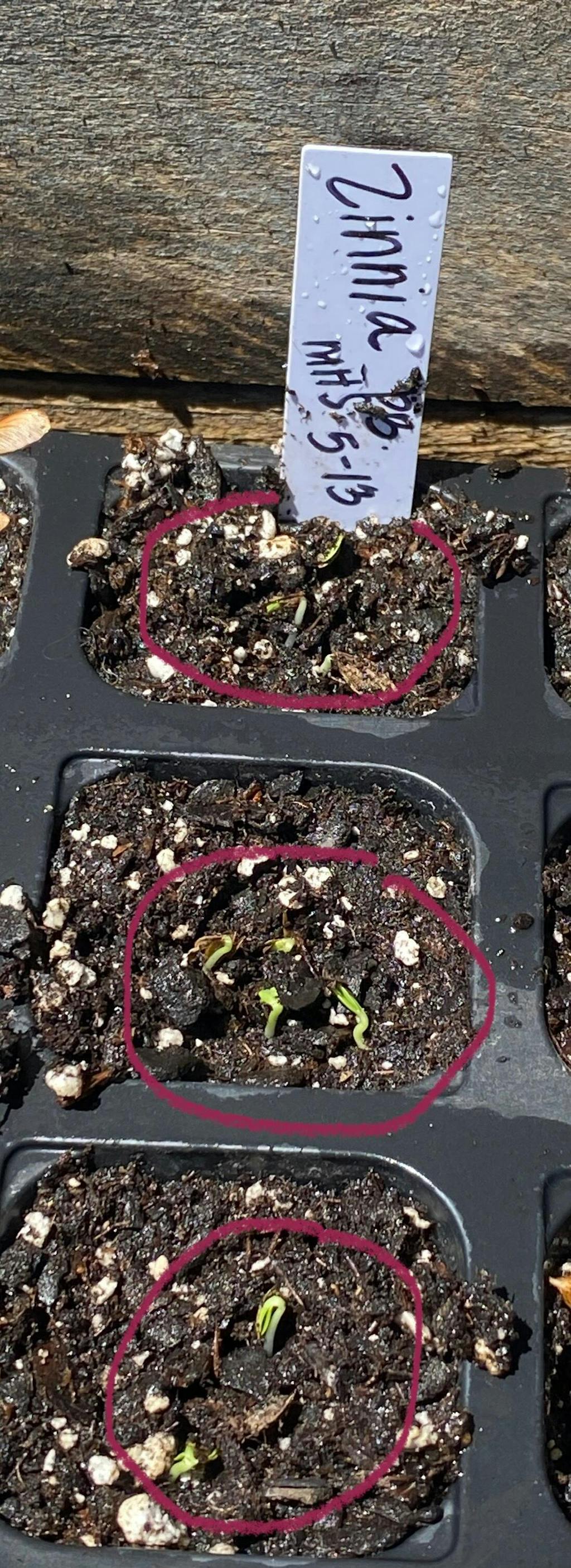 Zinnia Dwarf Button Box – Mary's Heirloom Seeds