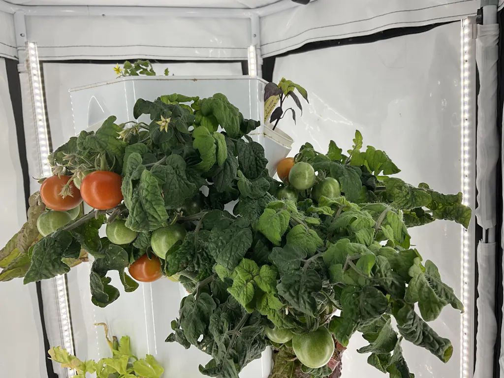 Tiny Tim Tomato – Mary's Heirloom Seeds