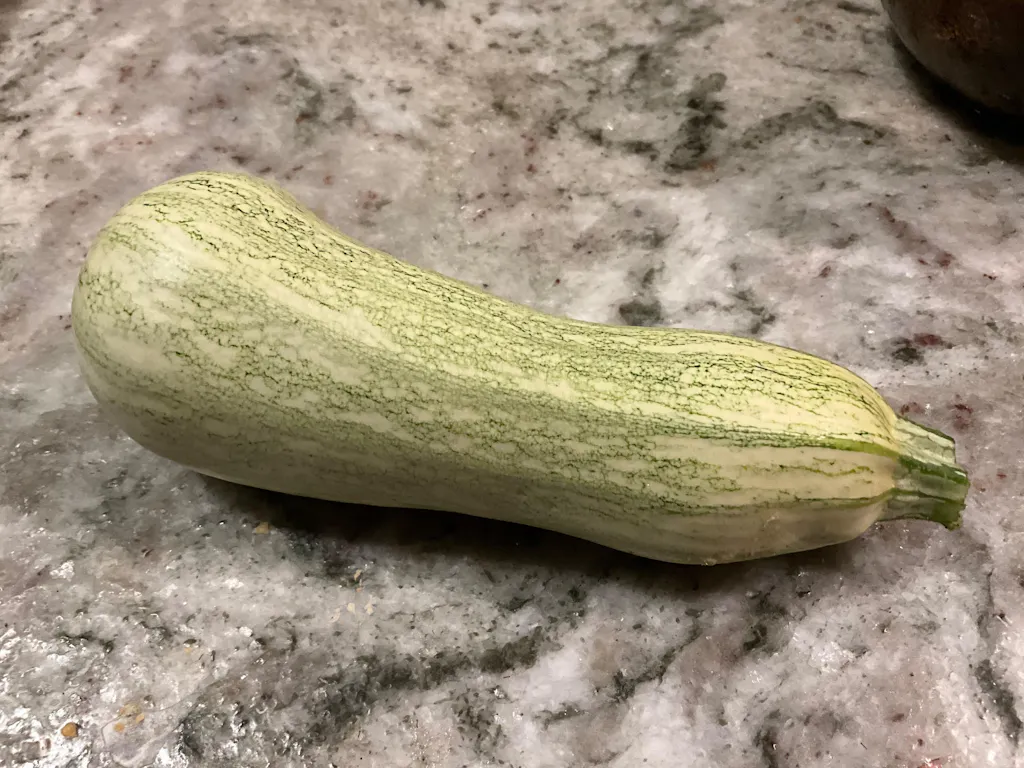 Genovese Italian Squash – Mary's Heirloom Seeds