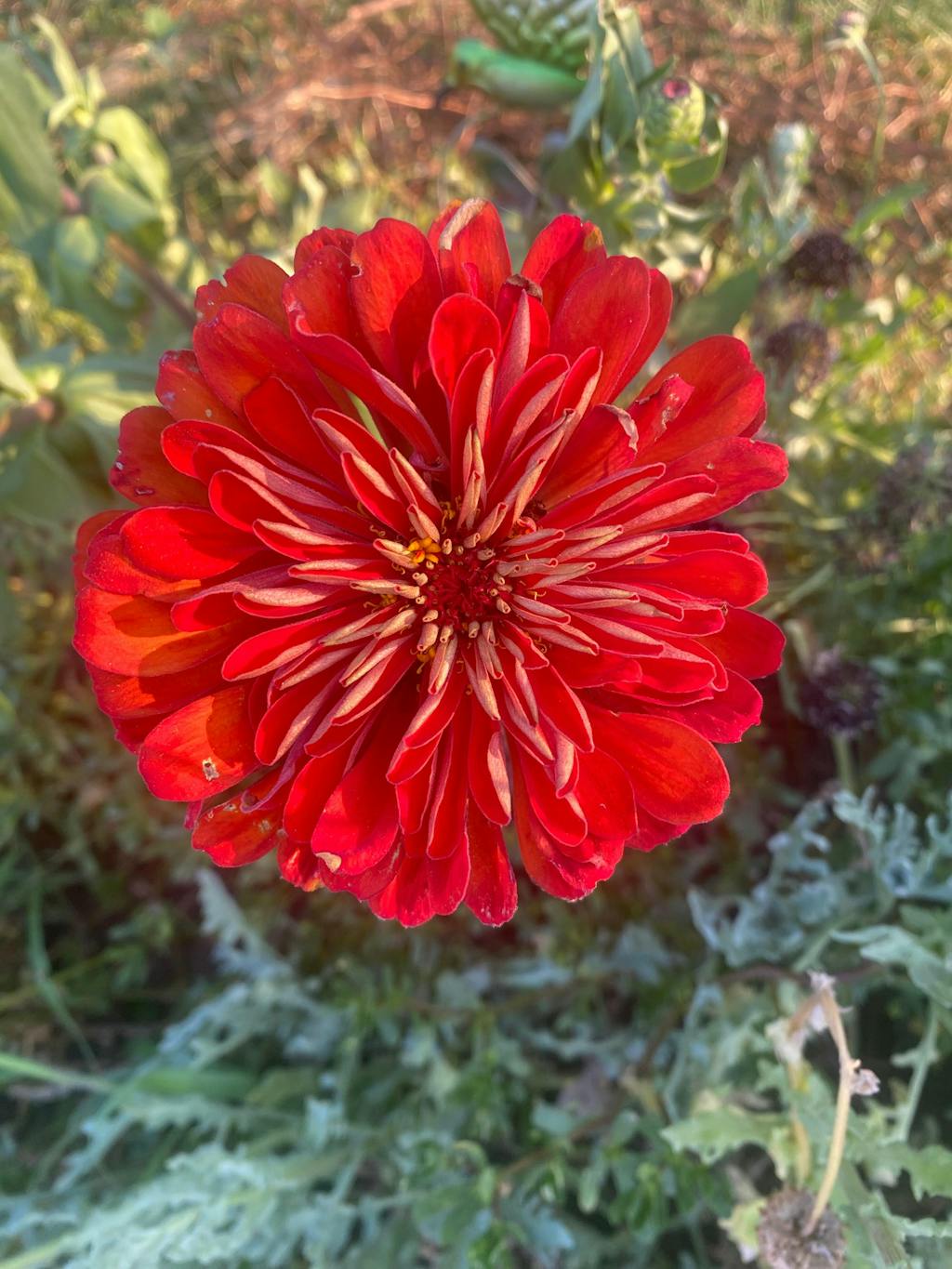 Zinnia Dwarf Button Box – Mary's Heirloom Seeds