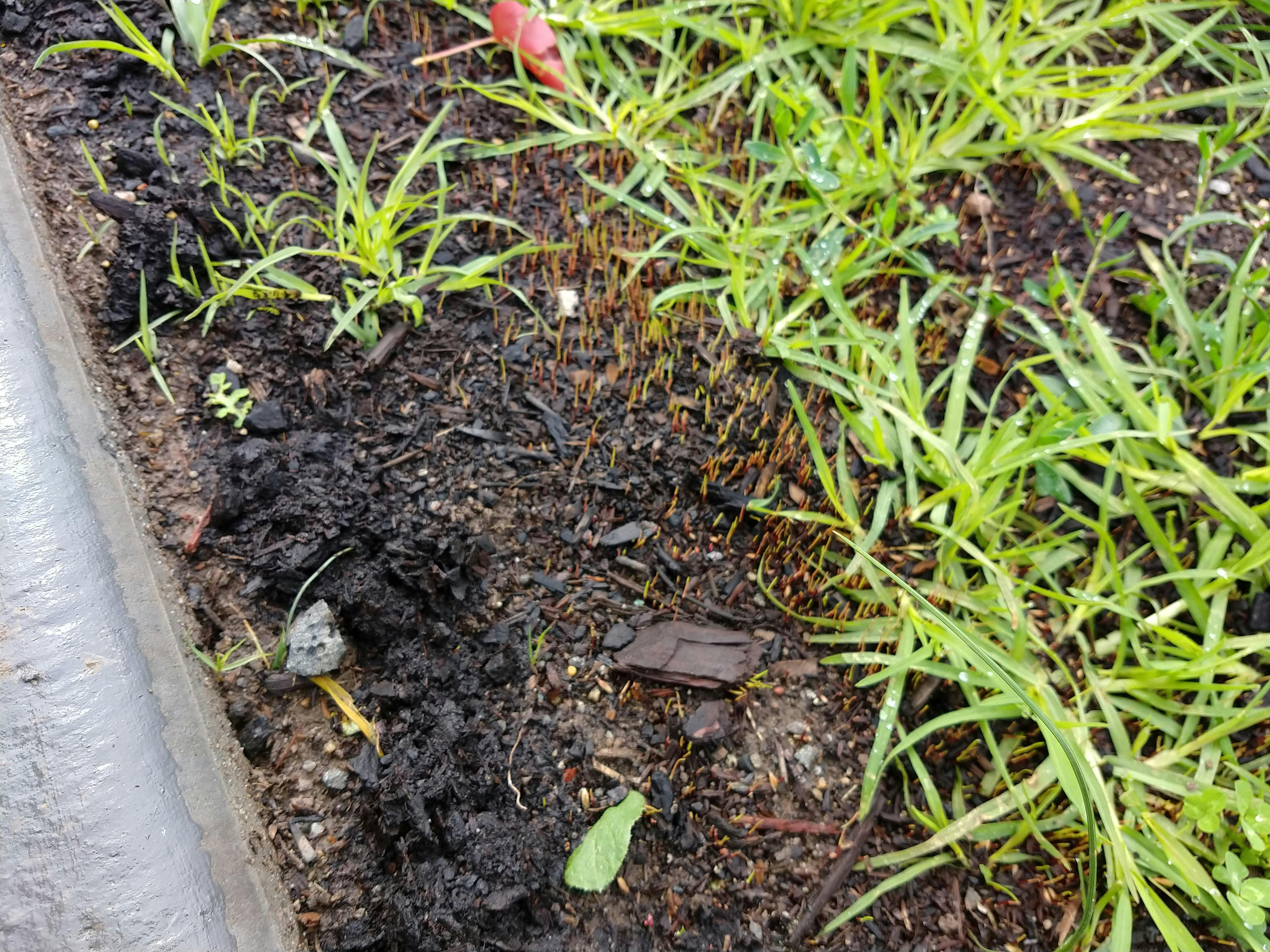 Annual Ryegrass Seed Mckays Grass Seeds