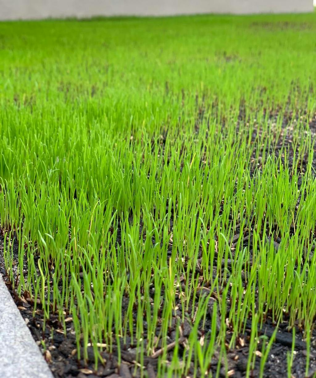 Sports Turf Perennial Ryegrass Seed Mckays Grass Seeds