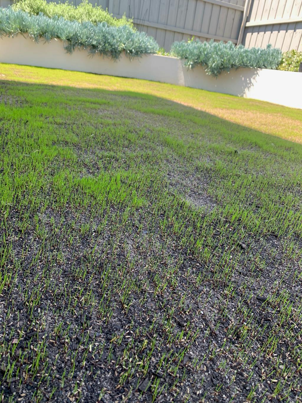 Sports Turf Perennial Ryegrass Seed Mckays Grass Seeds