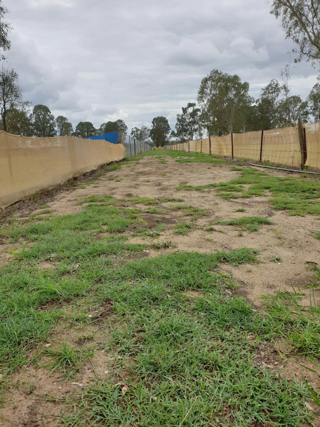 Queensland Blue Couch - McKays Grass Seeds