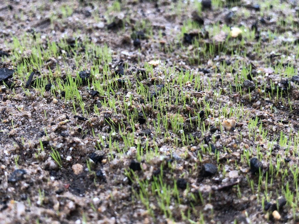 Bentgrass (Penncross) Seed - McKays Grass Seeds