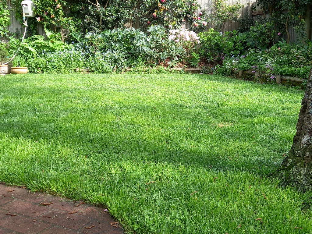 RTF Tall Fescue Seed - Your Dream Lawn Awaits – Shop Now!