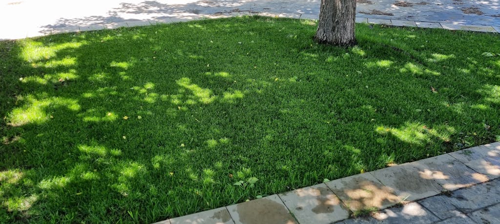 Rpr Perennial Ryegrass Mckays Grass Seeds