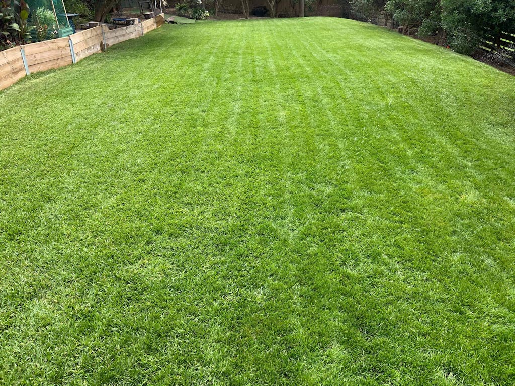 Sports Turf Perennial Ryegrass Seed - Grow Healthier Grass!