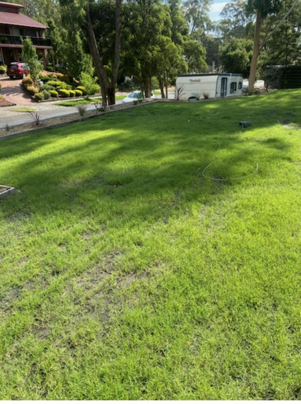 Buy Couch Seed from Australia leading grass seed experts.