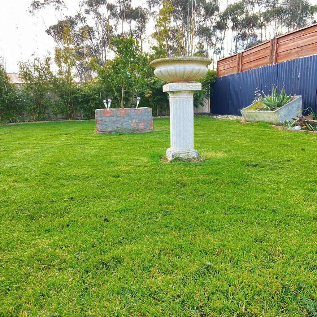 Bermuda Lawn Seed – Proven to Grow Thicker, Faster!