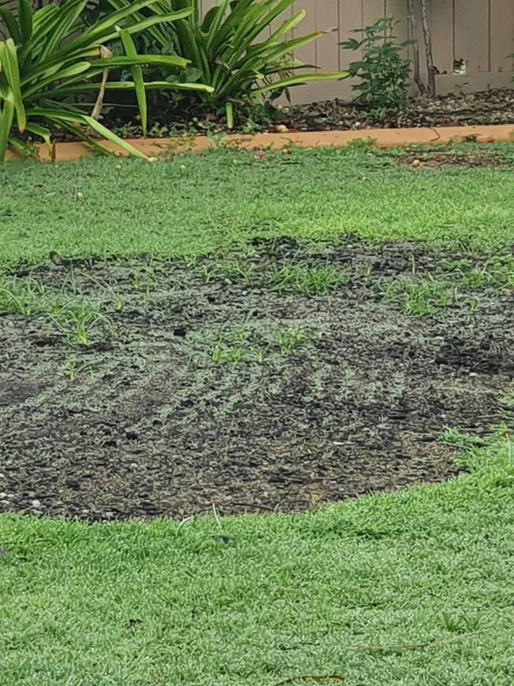 Bermuda Lawn Seed – Proven to Grow Thicker, Faster!