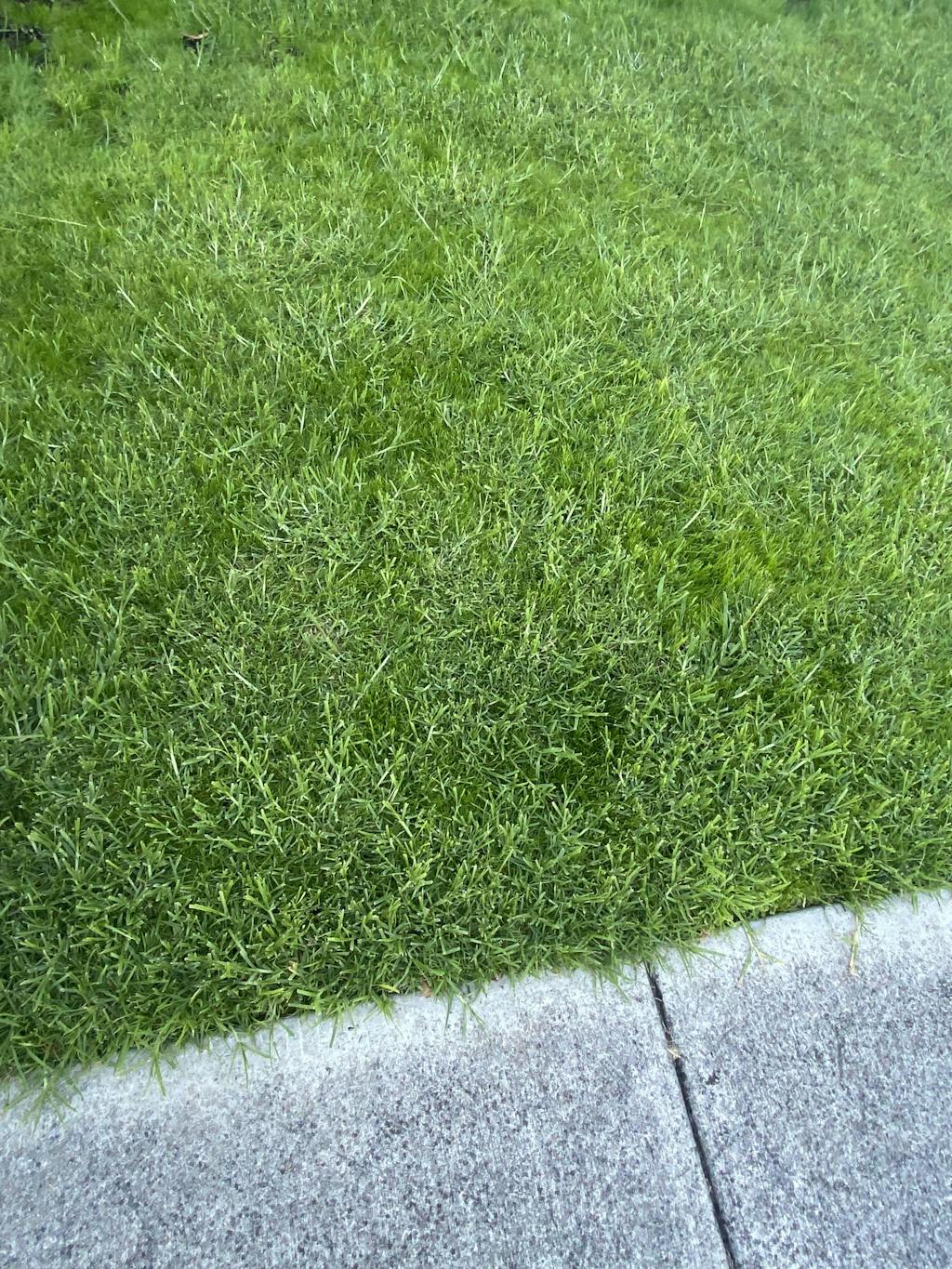 Kentucky Bluegrass Seed: Get the Best Turf for Less!