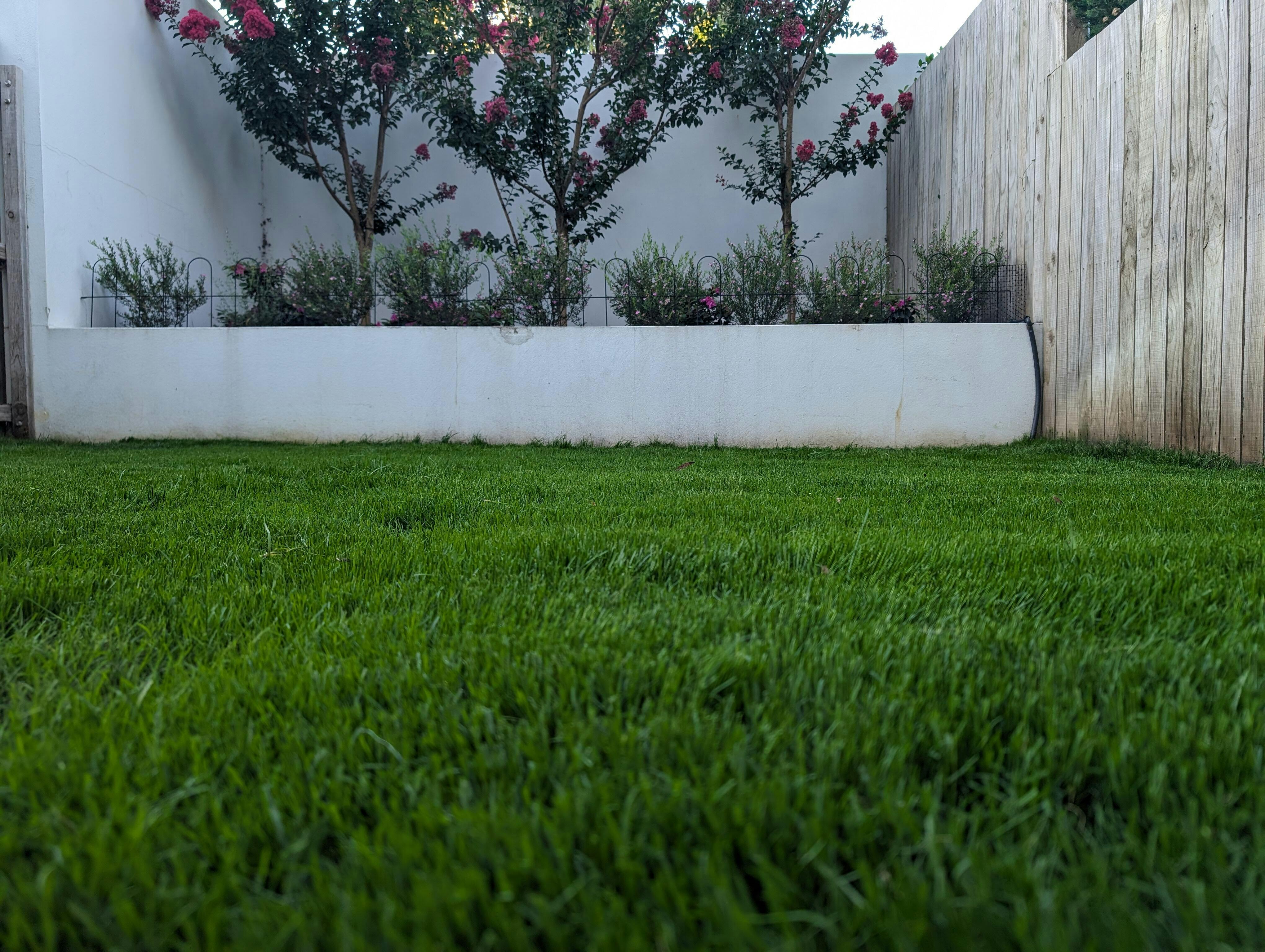 Rpr Perennial Ryegrass Mckays Grass Seeds